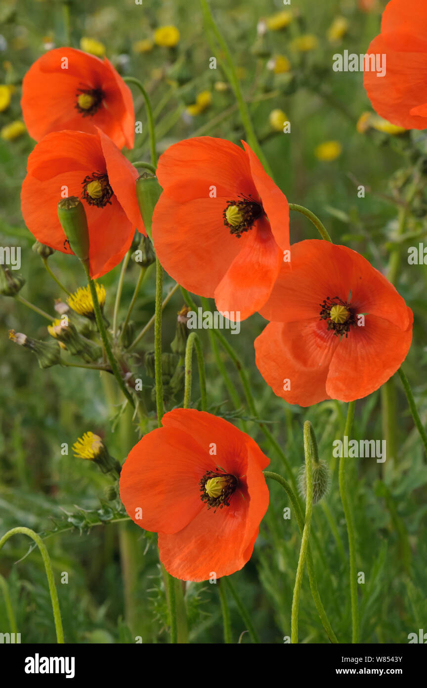 Herb rich conservation margin with Field poppies (Papaver rhoeas) RSPB ...