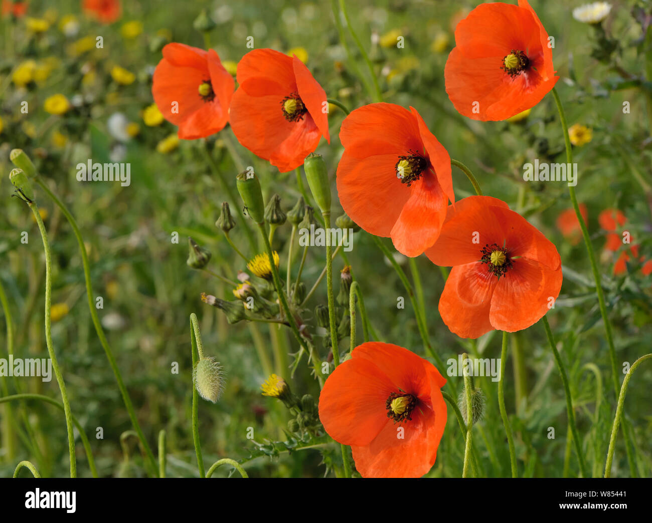 Hope farm rspb hi-res stock photography and images - Alamy
