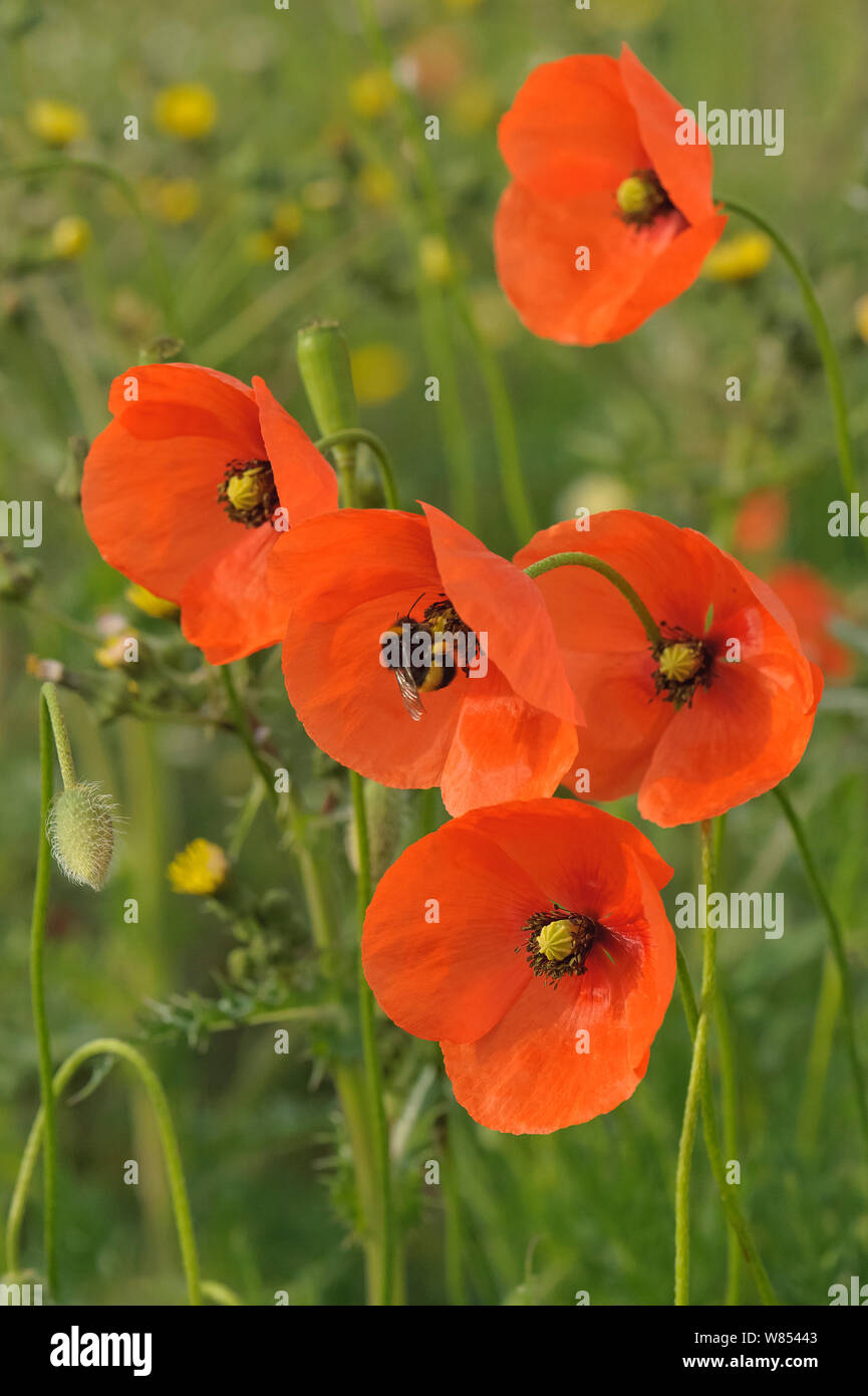 Hope farm rspb hi-res stock photography and images - Alamy
