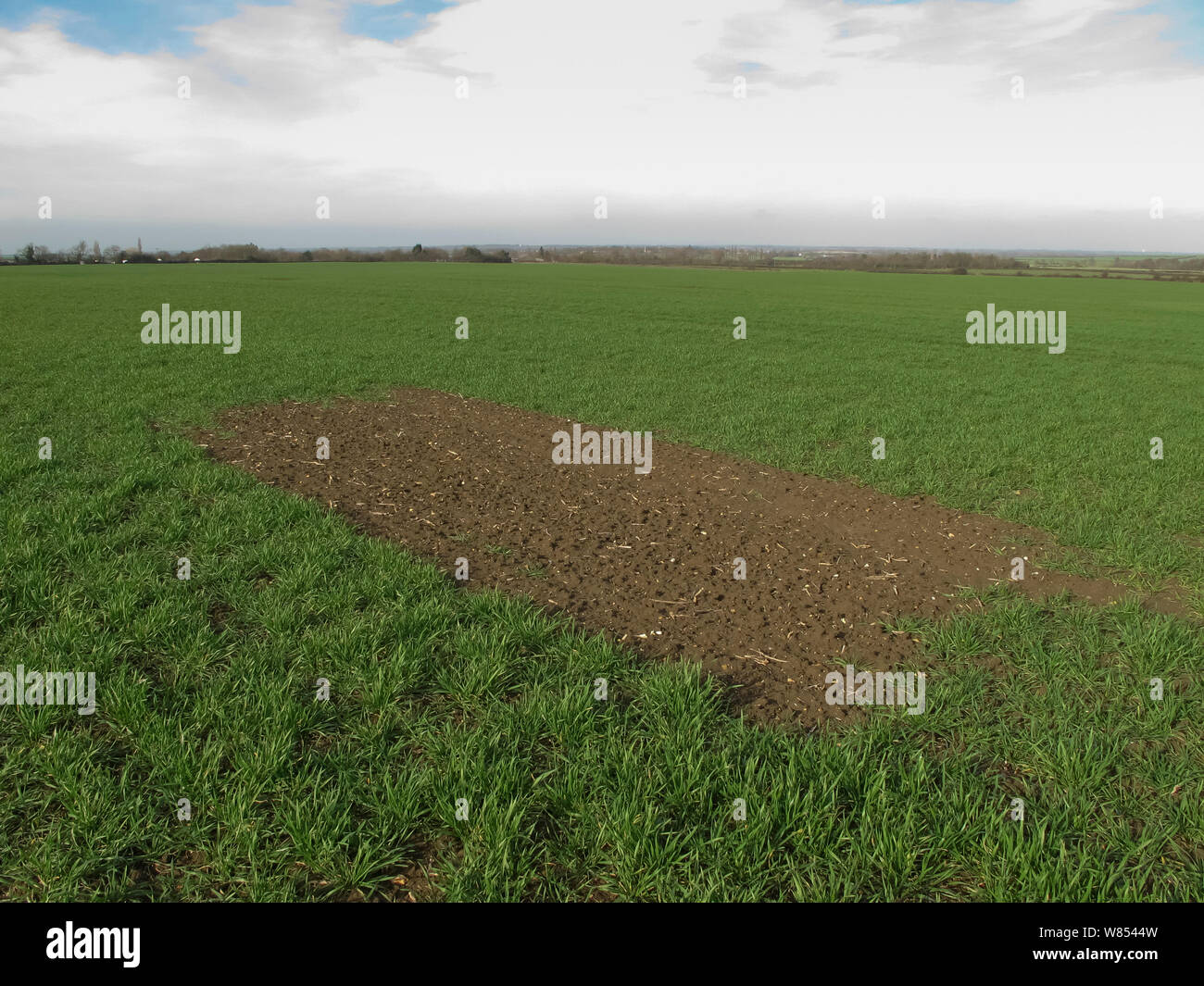 Nesting skylarks hi-res stock photography and images - Alamy