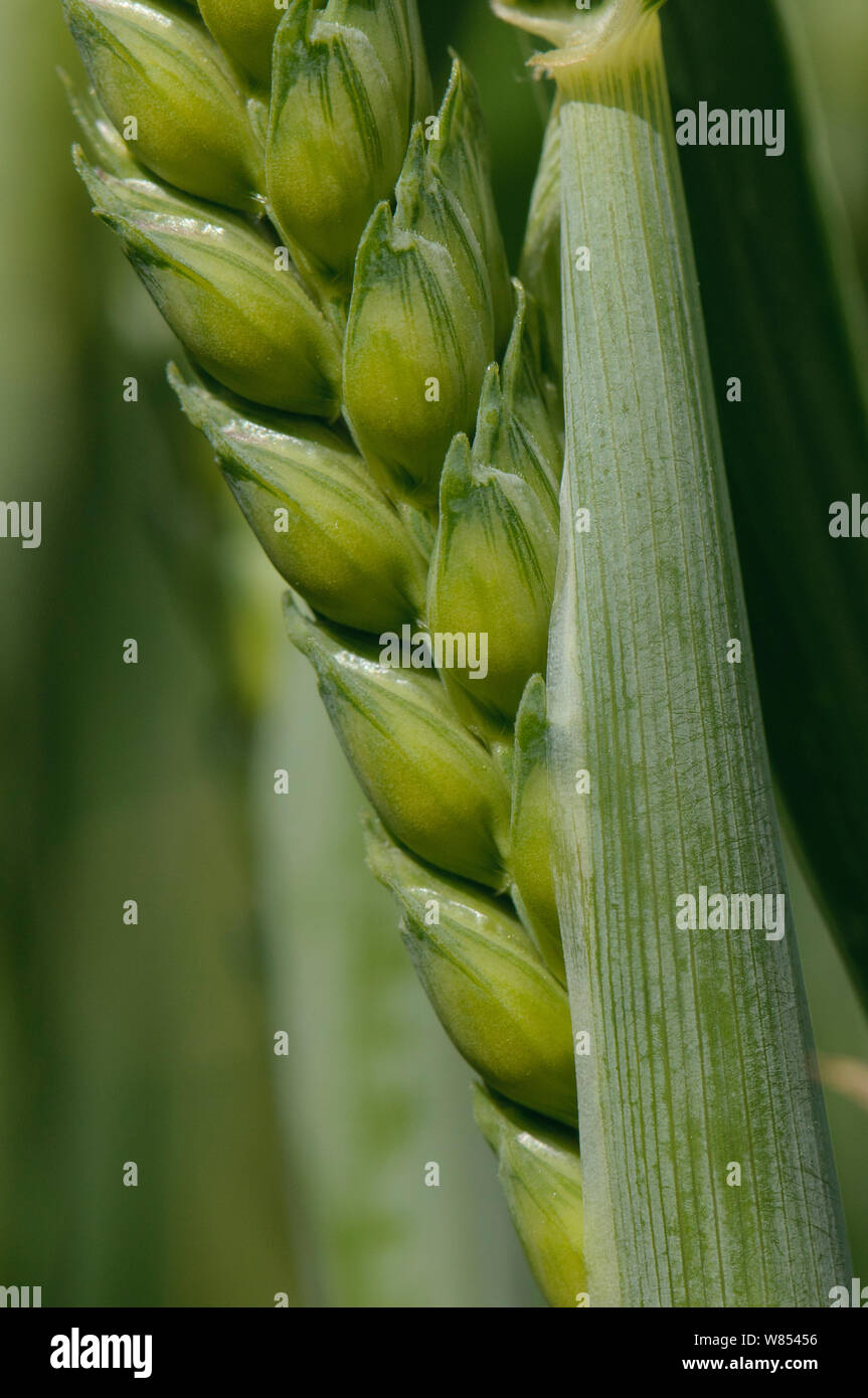 Hope farm rspb hi-res stock photography and images - Alamy