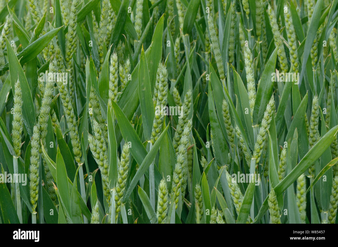 Conservation cereals hi-res stock photography and images - Alamy