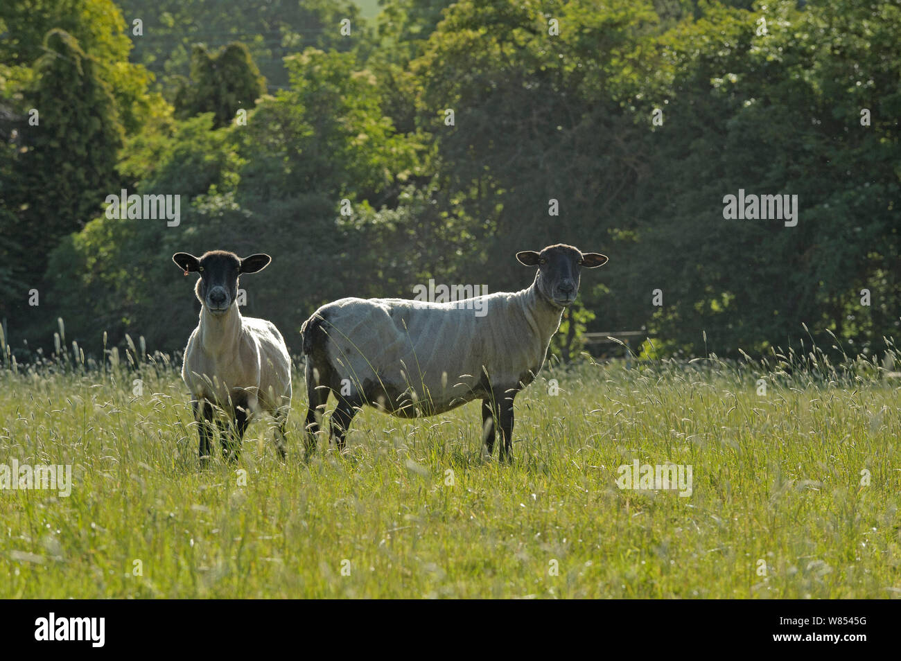 Hope farm rspb hi-res stock photography and images - Alamy