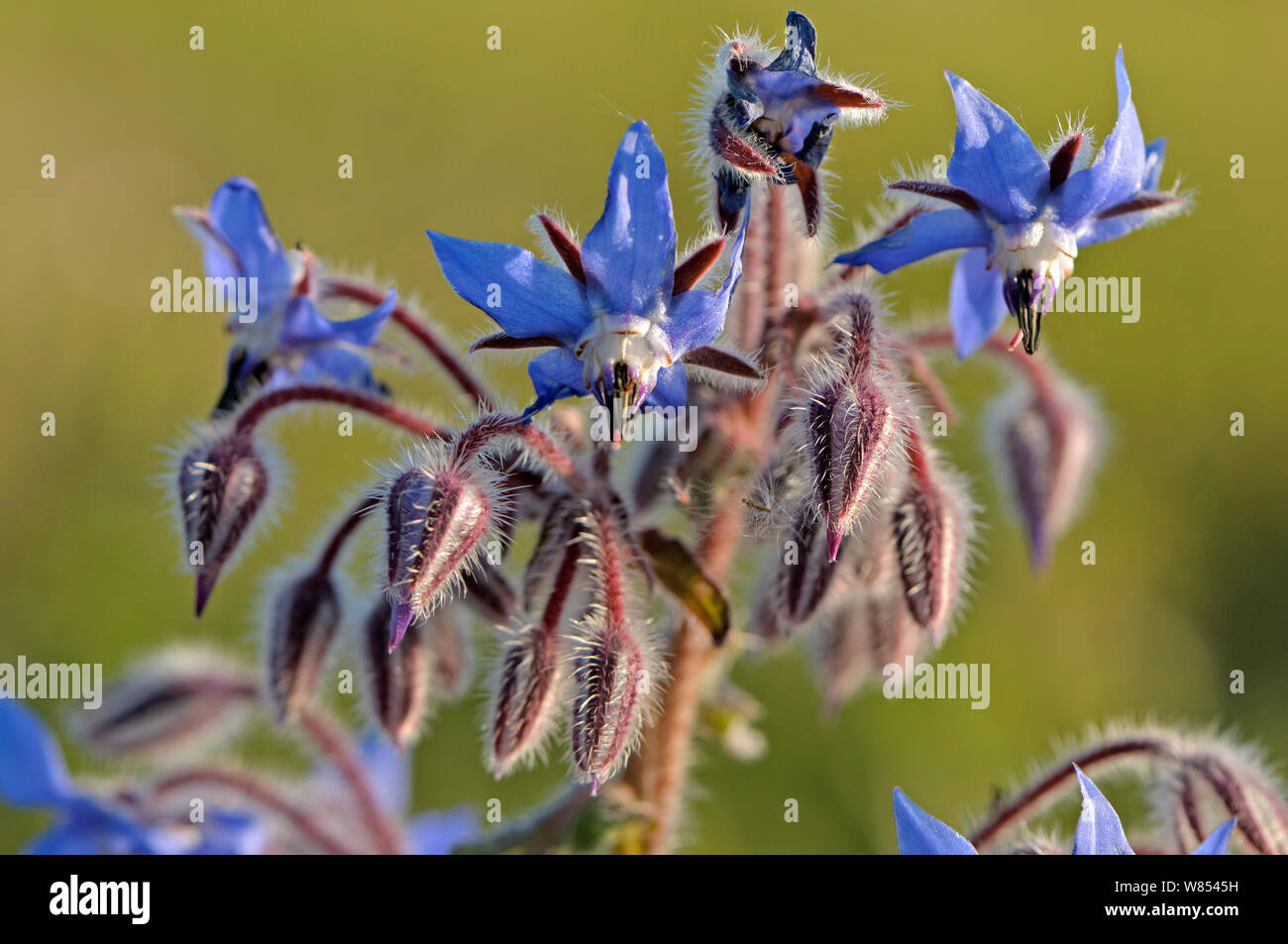 Hope farm rspb hi-res stock photography and images - Alamy