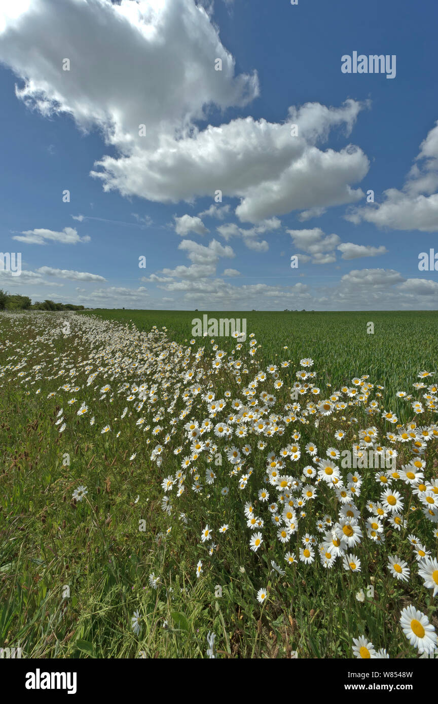 Hope farm rspb hi-res stock photography and images - Alamy