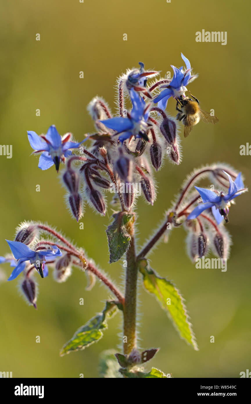 Hope farm rspb hi-res stock photography and images - Alamy