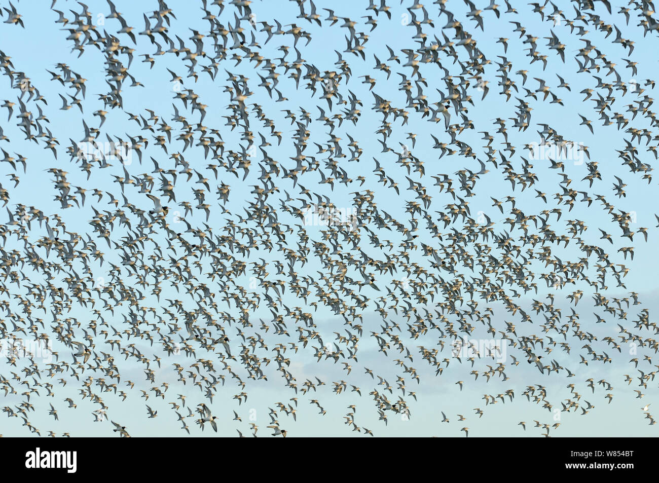 Flock of Red knot (Calidris canutus) in flight at high water on the ...