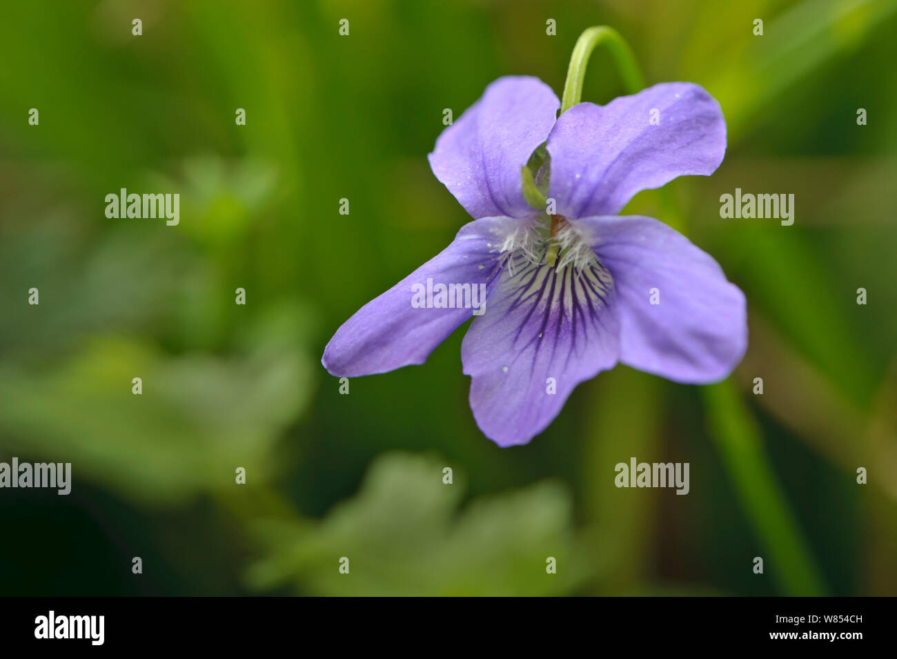 Common dog violet (Viola riviniana) in flower, Gamlingay Wood ...