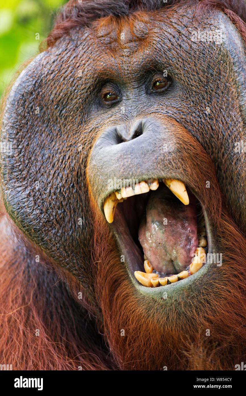 Bornean Orangutan (Pongo pygmaeus wurmbii) mature male 'Tom' yawning ...