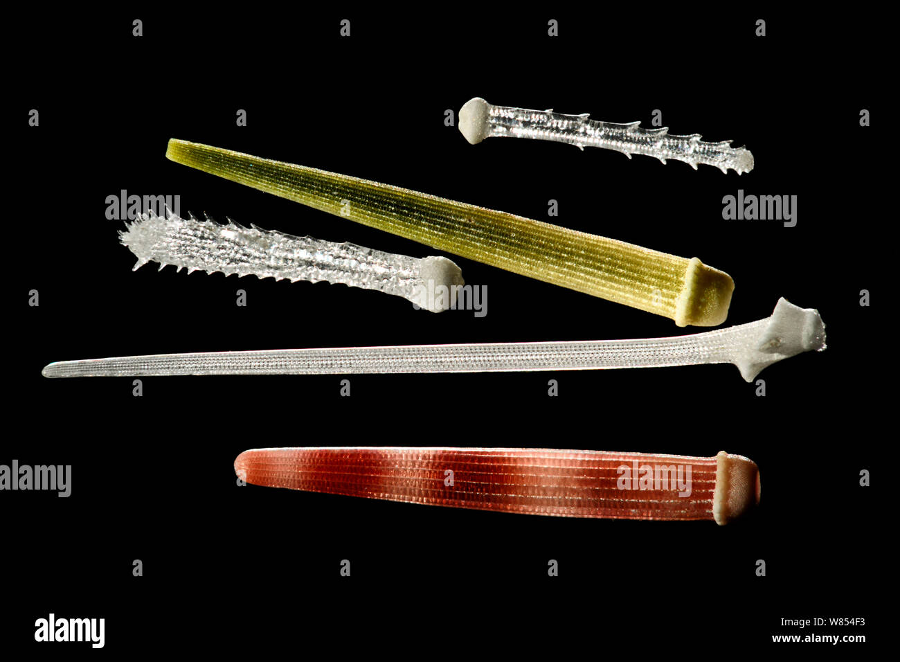 Ophiurida echinoderms hi-res stock photography and images - Alamy