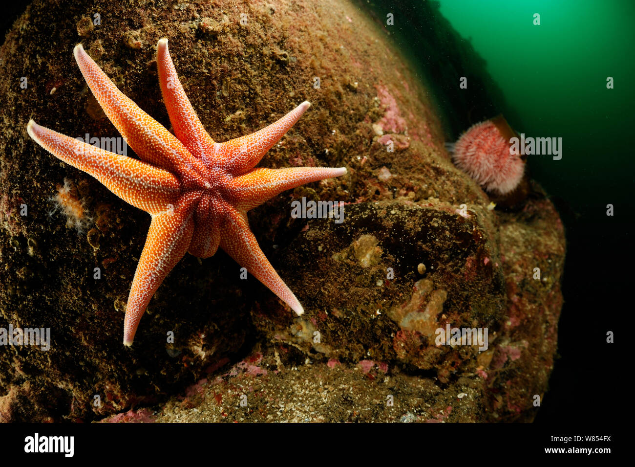 Purple Sun star (Solaster endeca), Atlantic Ocean, North West Norway ...