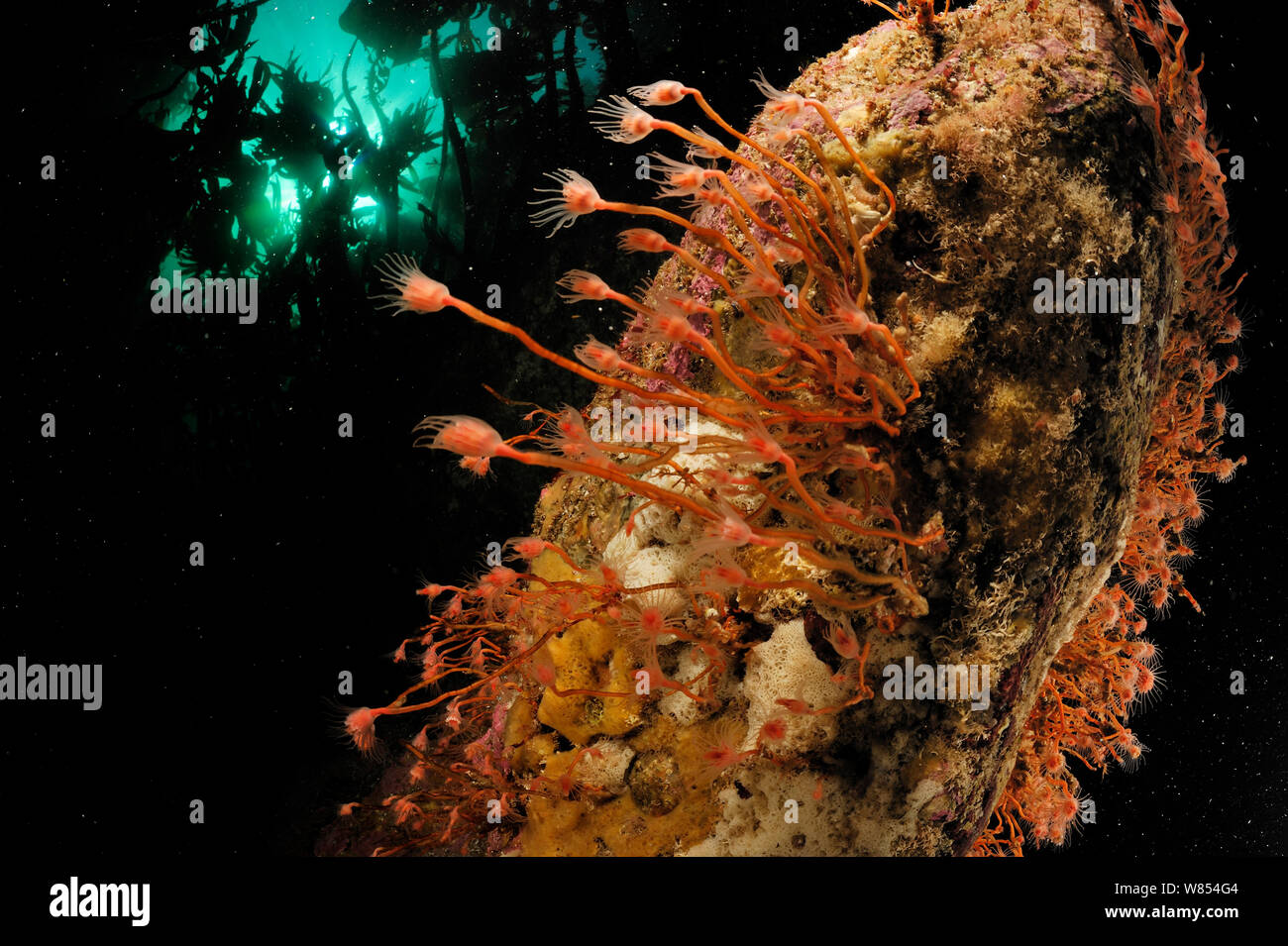 Oaten hi-res stock photography and images - Alamy