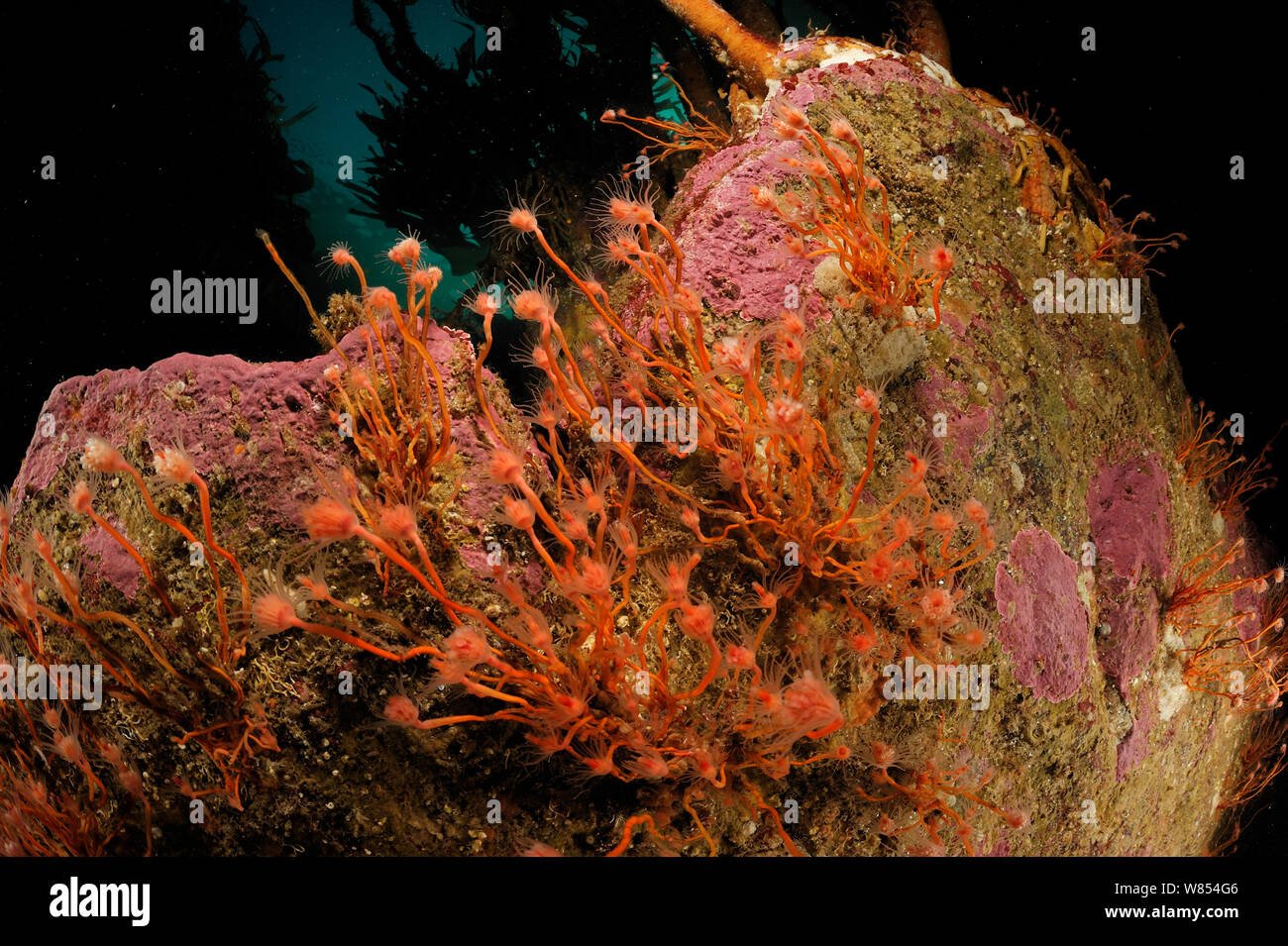 Oaten pipes hydroid (Tubularia indivisa), Atlantic Ocean, North West ...
