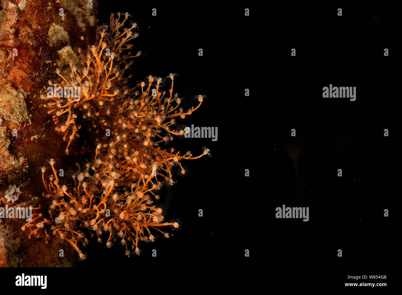 Hydroid colonie sarsia tubulosa hi-res stock photography and images - Alamy