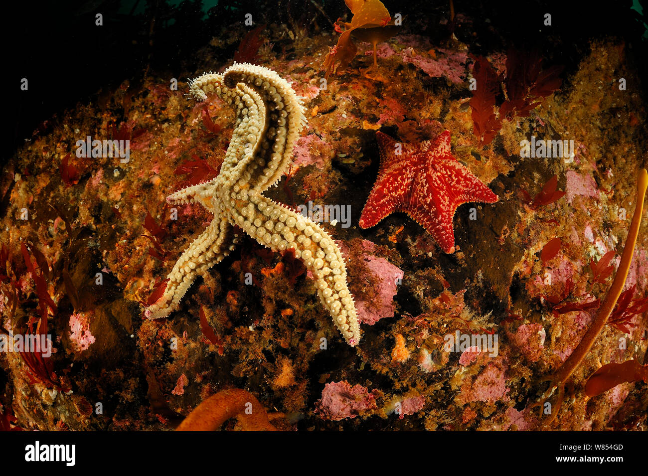 Spiny starfish (Marthasterias glacialis), left and Sea star (Porania ...