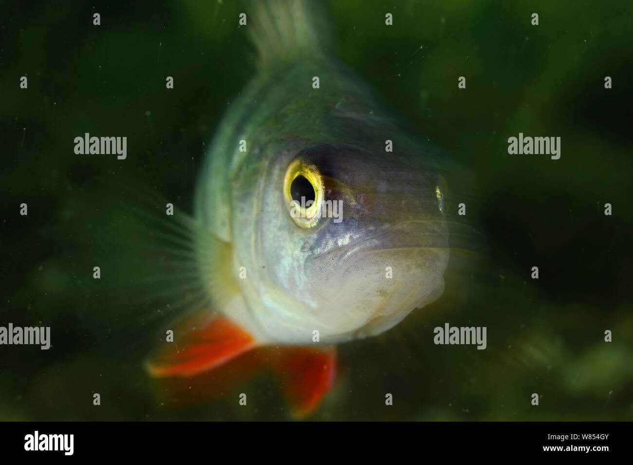 Perch fish underwater hi-res stock photography and images - Alamy