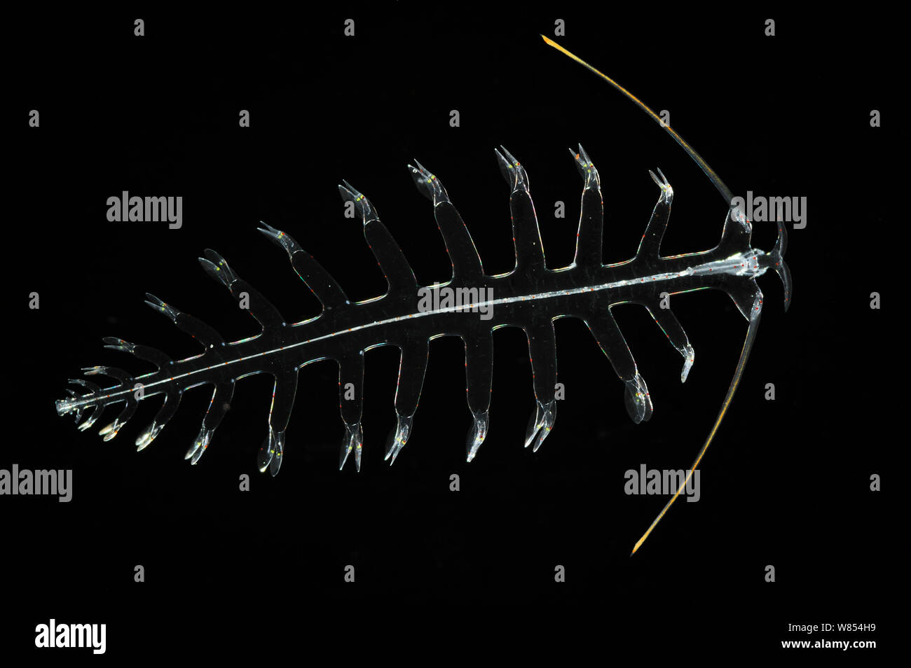 Bristleworm (Tomopteris helgolandicus) Trondheimfjord, North Atlantic ...