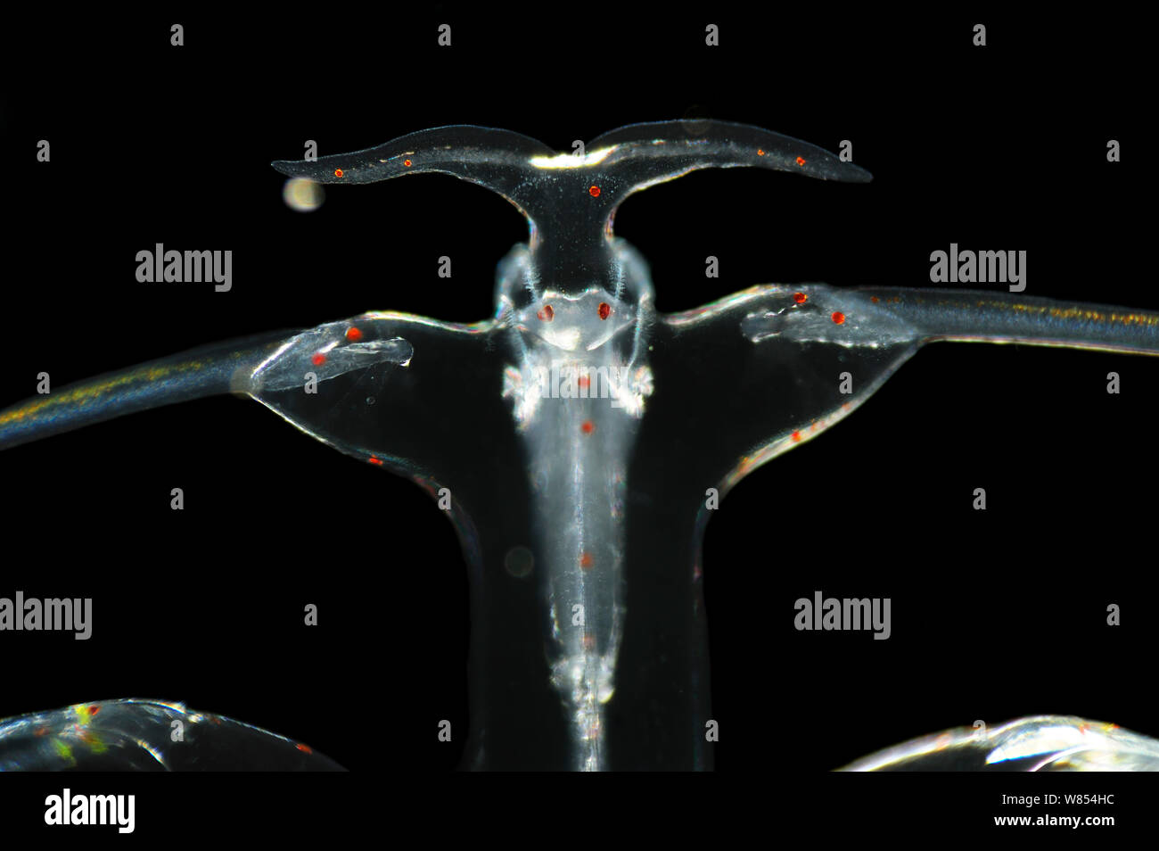 Tomopteris High Resolution Stock Photography and Images - Alamy