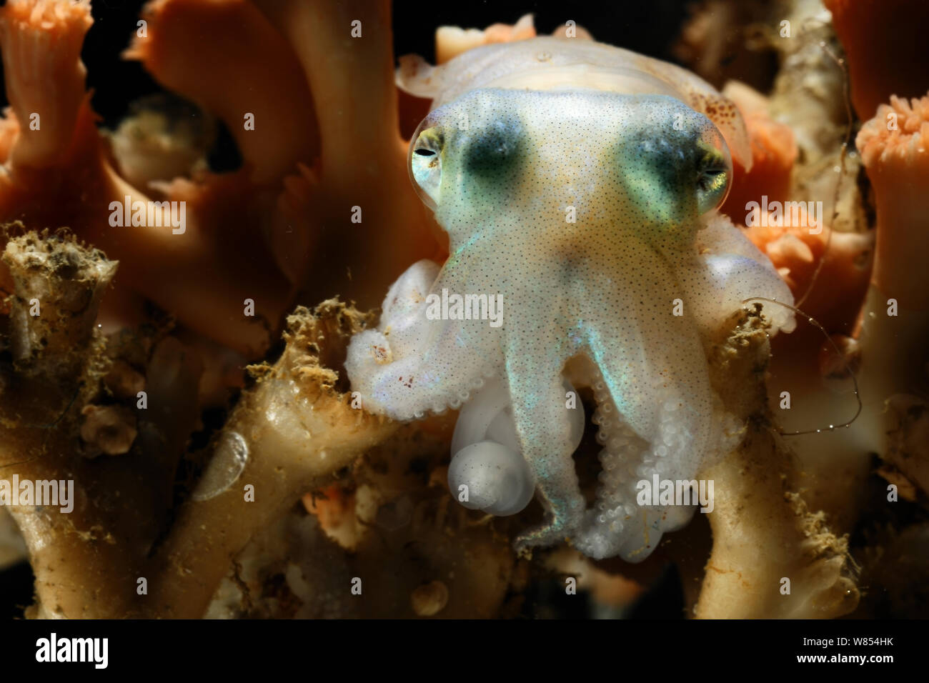 Bobtail squid hi-res stock photography and images - Alamy