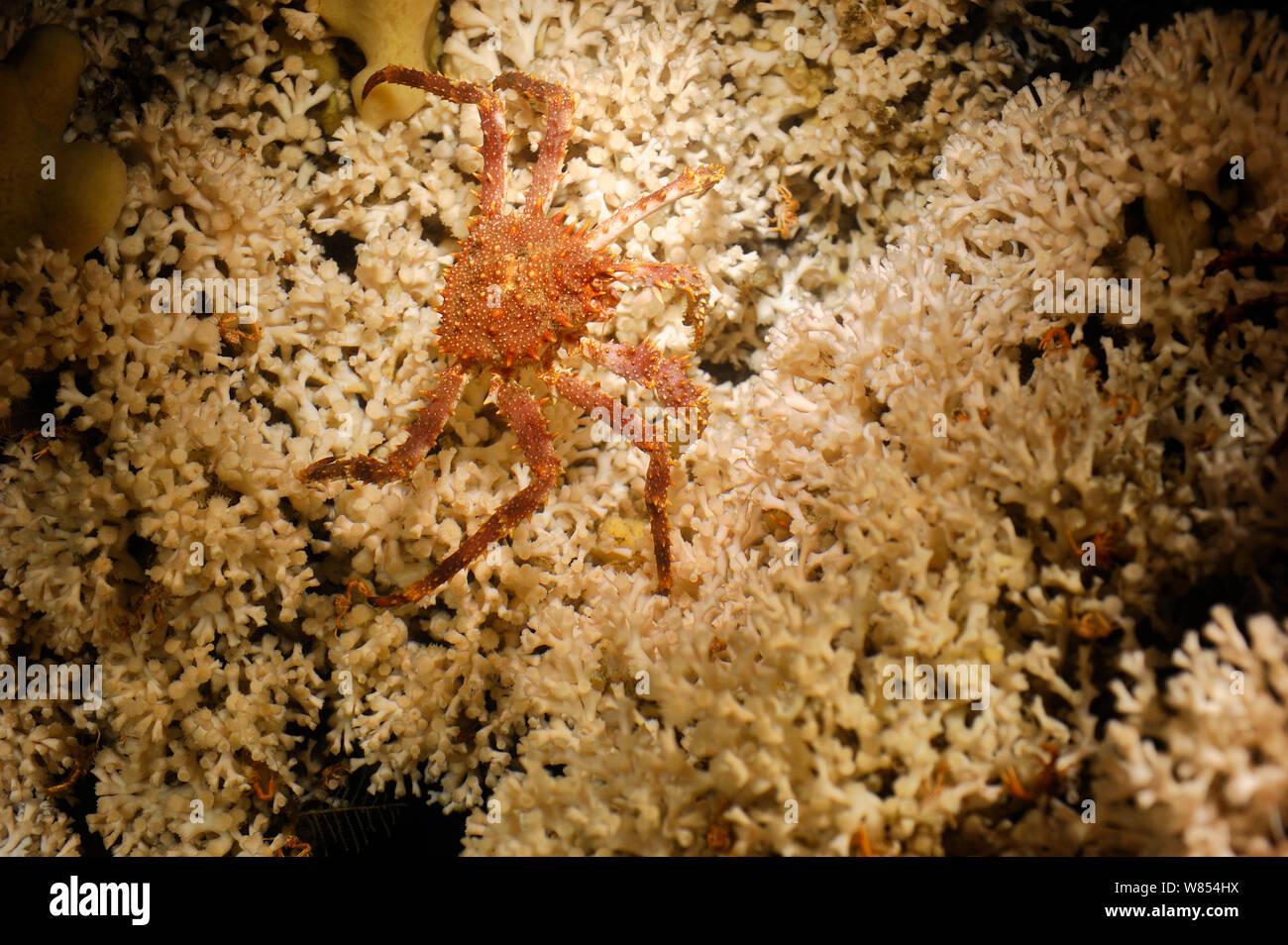 Northern stone crab (Lithodes maja) on coral reef (Lophelia pertusa) in ...