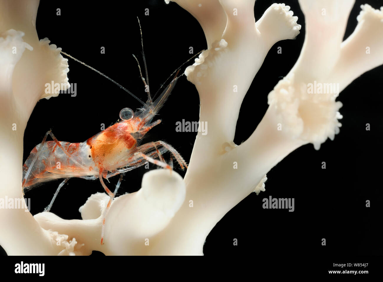 Polar shrimp lebbeus polaris hi-res stock photography and images - Alamy