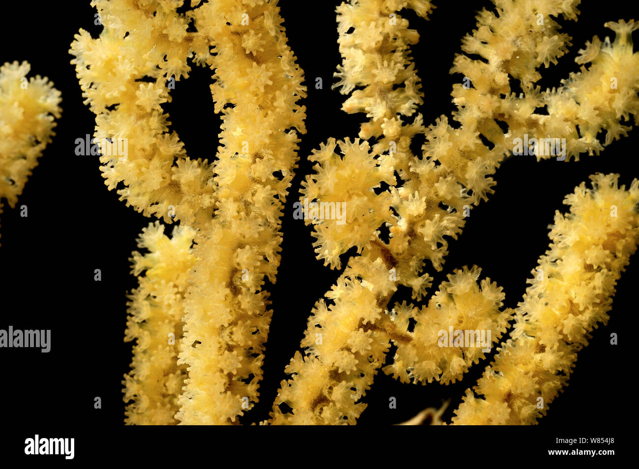 Paragorgia sp hi-res stock photography and images - Alamy