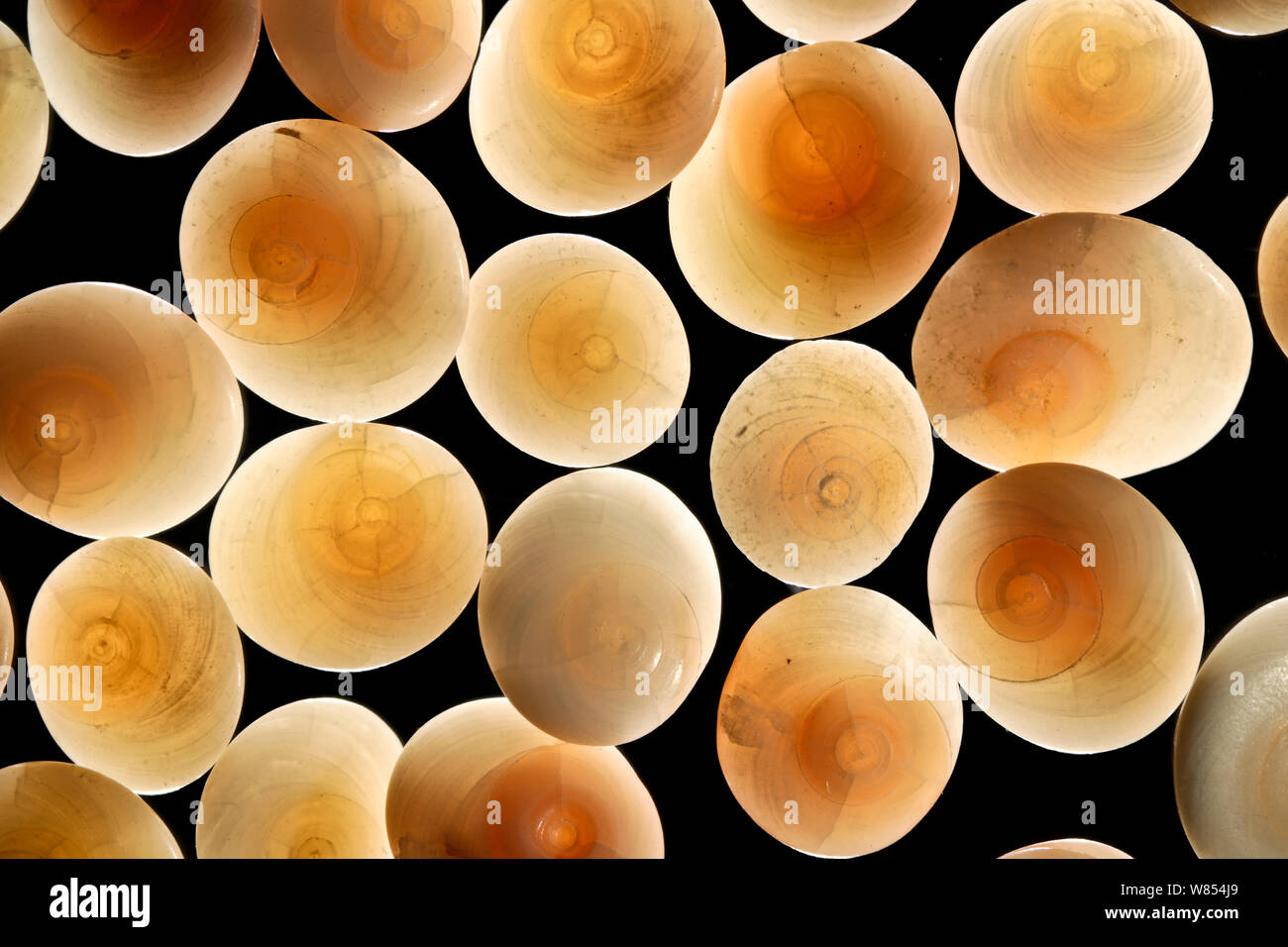 Microscopic animal hi-res stock photography and images - Alamy