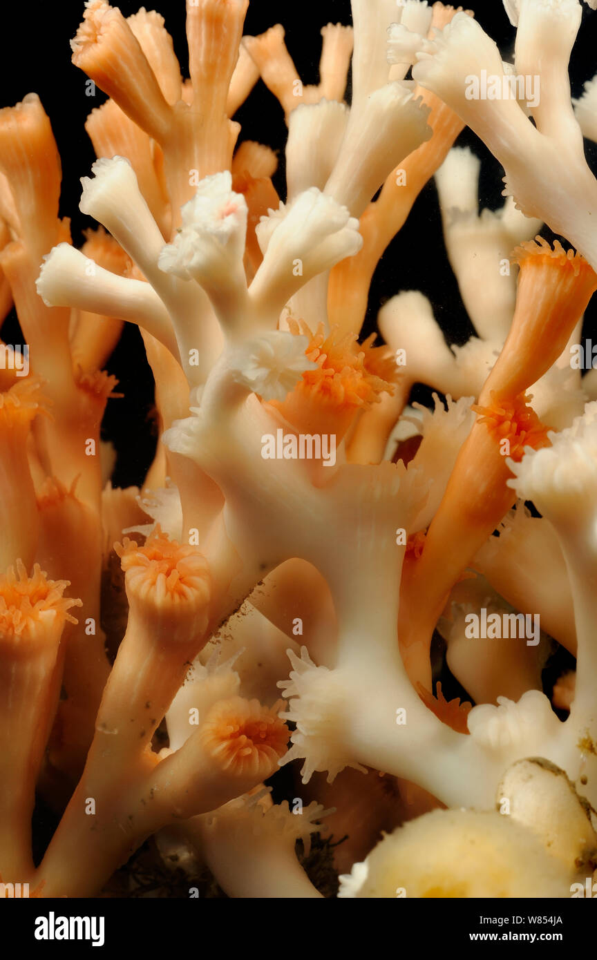 Lophelia (Lophelia pertusa) the most widespread reef-framework forming ...