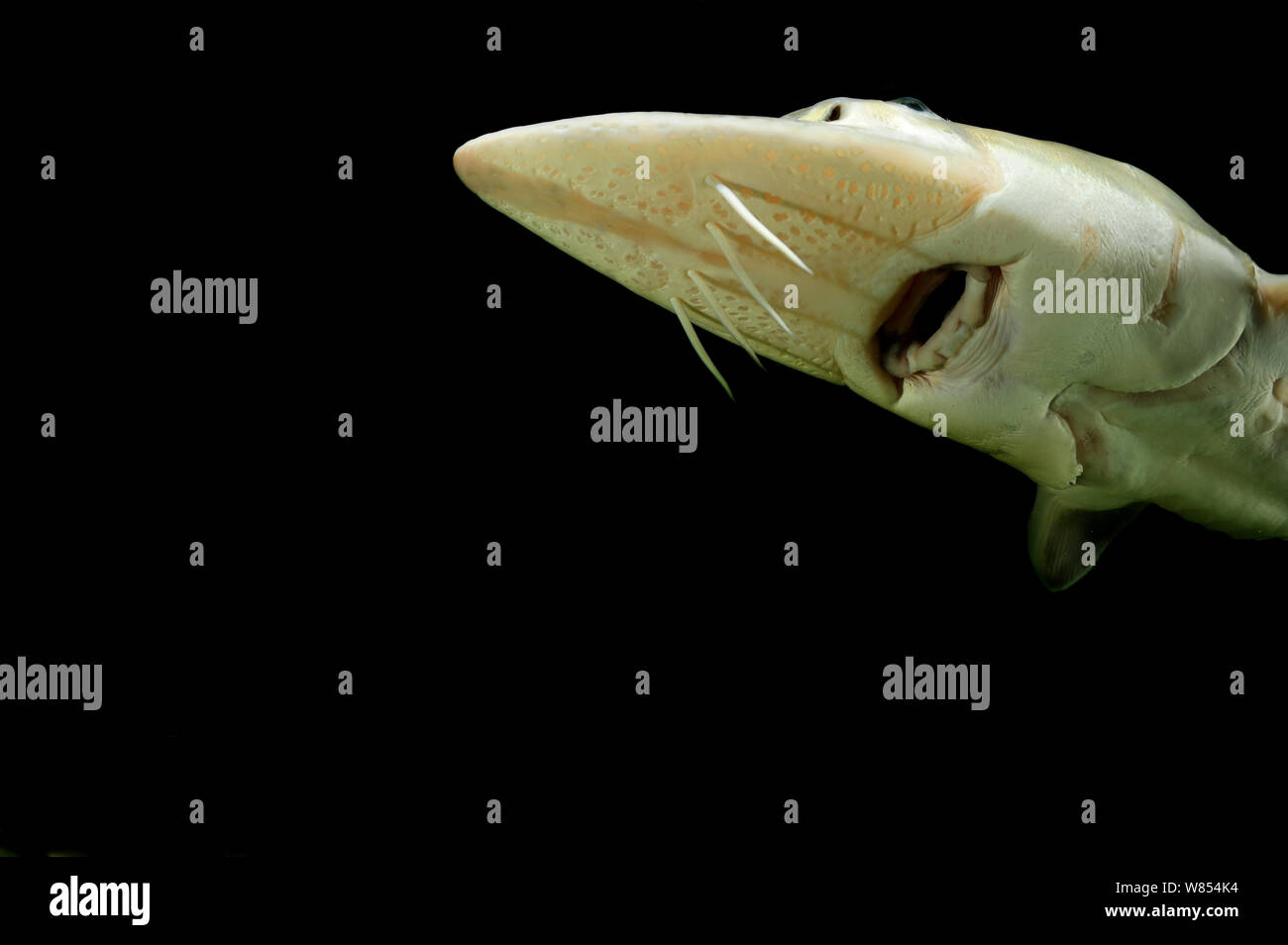 Atlantic sturgeon hi-res stock photography and images - Alamy