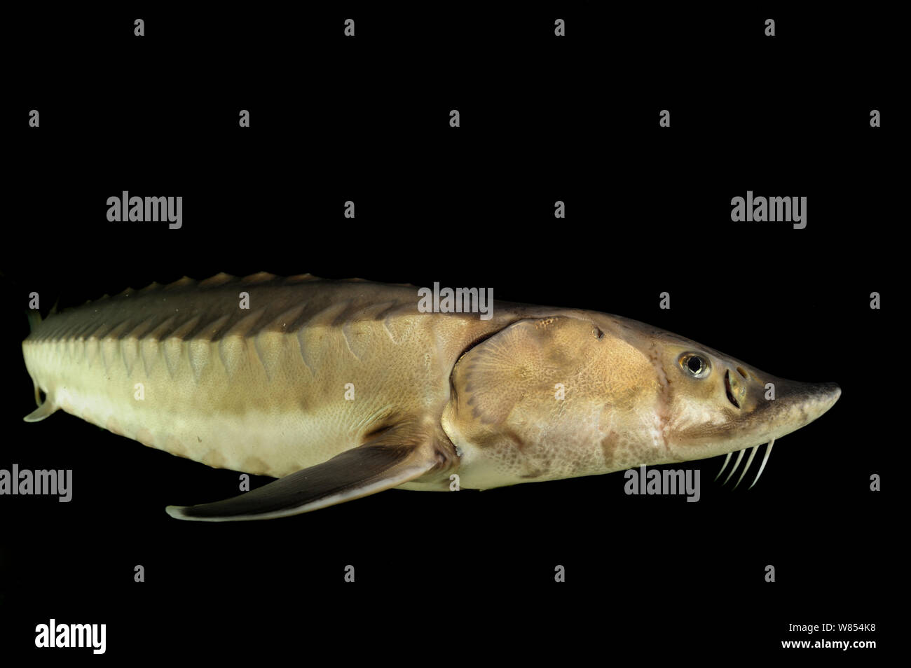 European / Common Atlantic Sturgeon (Acipenser sturio) at the captive ...