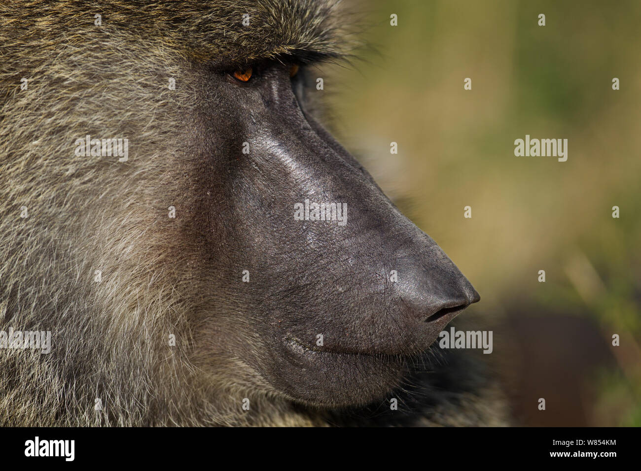 Baboons head hi-res stock photography and images - Alamy
