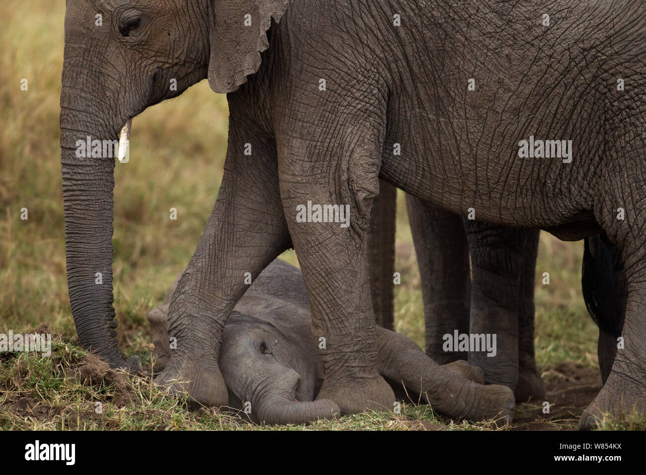 Elephant steps hi-res stock photography and images - Alamy