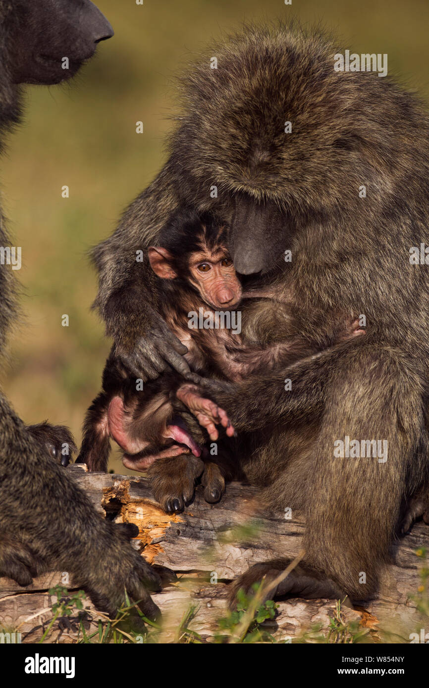 Baby baboons feeding hi-res stock photography and images - Alamy