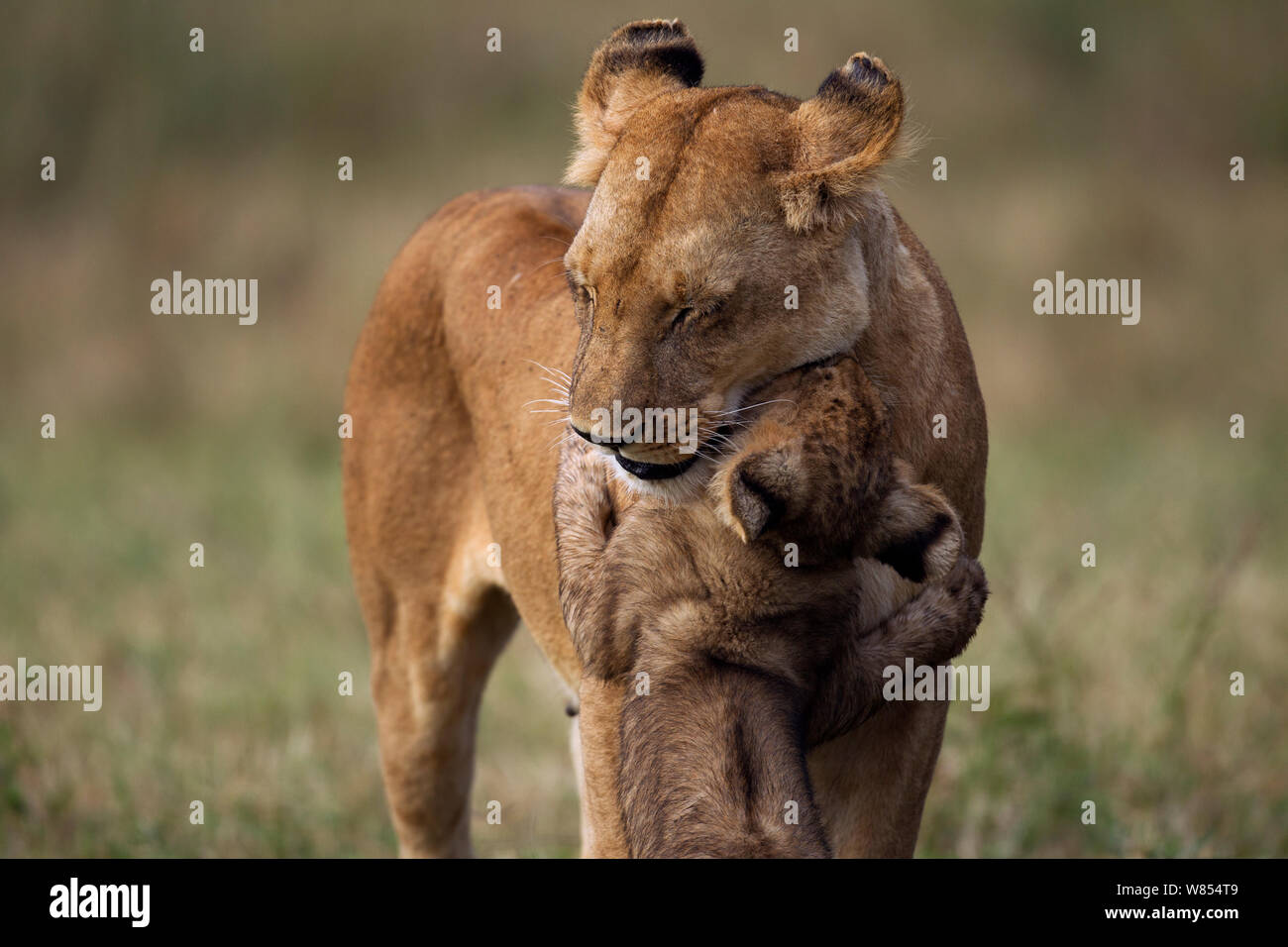 African lion (Panthera leo) cub aged 4 months playing with its mother ...