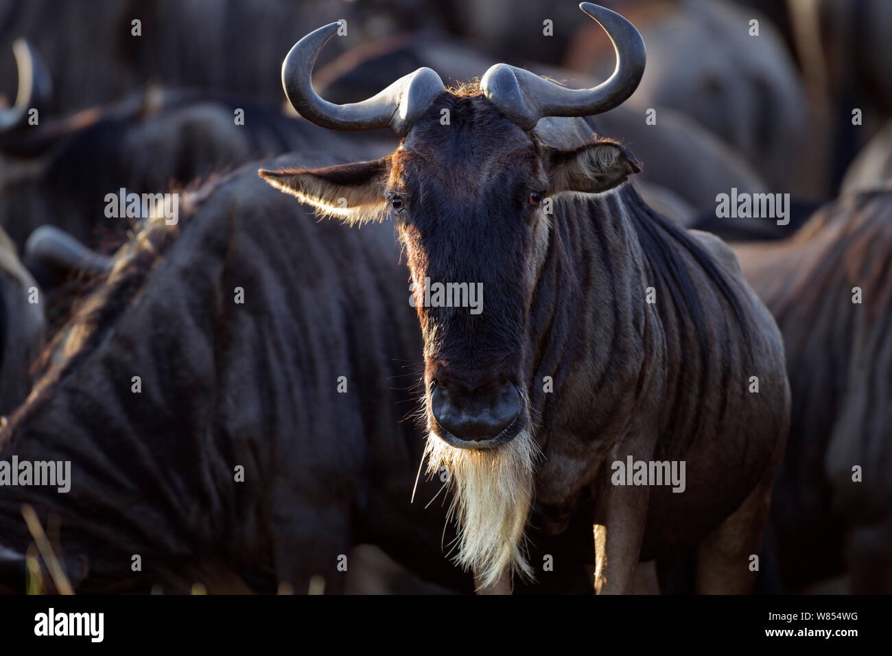 Eastern White-bearded Wildebeest (Connnochaetes taurinus) standing ...