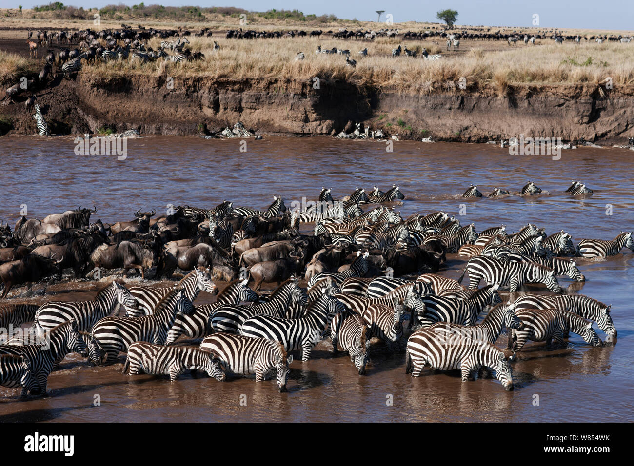 Annual zebra migration hi-res stock photography and images - Alamy