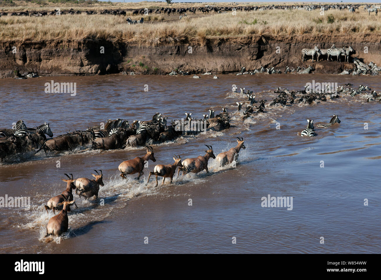 Topi (Damaliscus lunatus jimela), Eastern White bearded Wildebeest ...