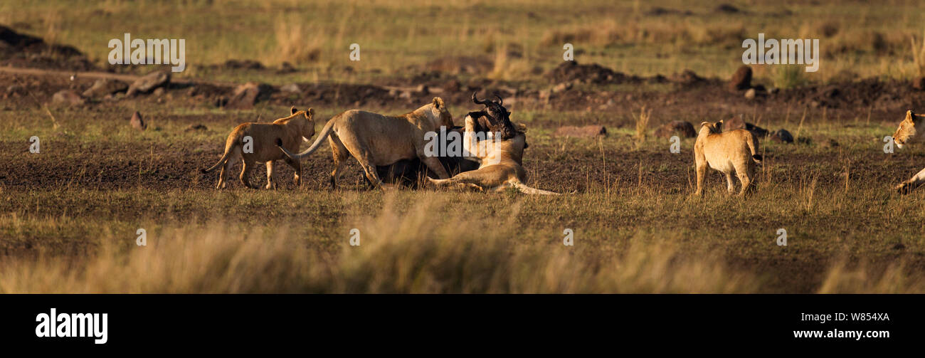 Attacking Wildebeest High Resolution Stock Photography and Images - Alamy