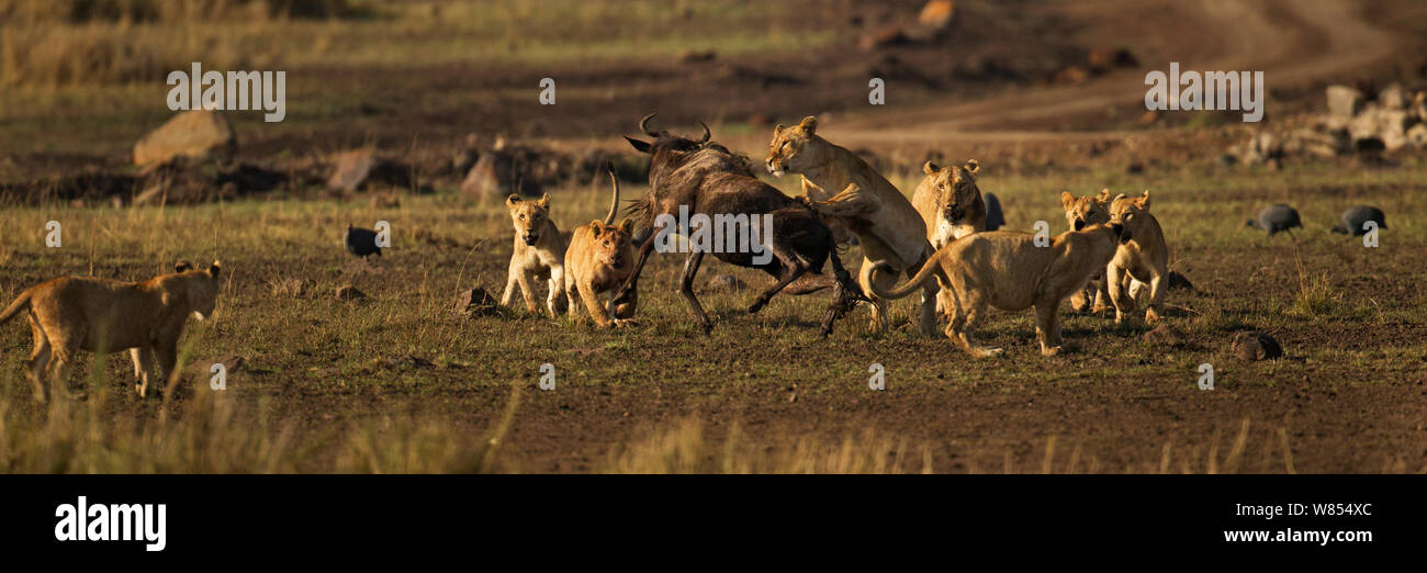 Attacking wildebeest hi-res stock photography and images - Alamy