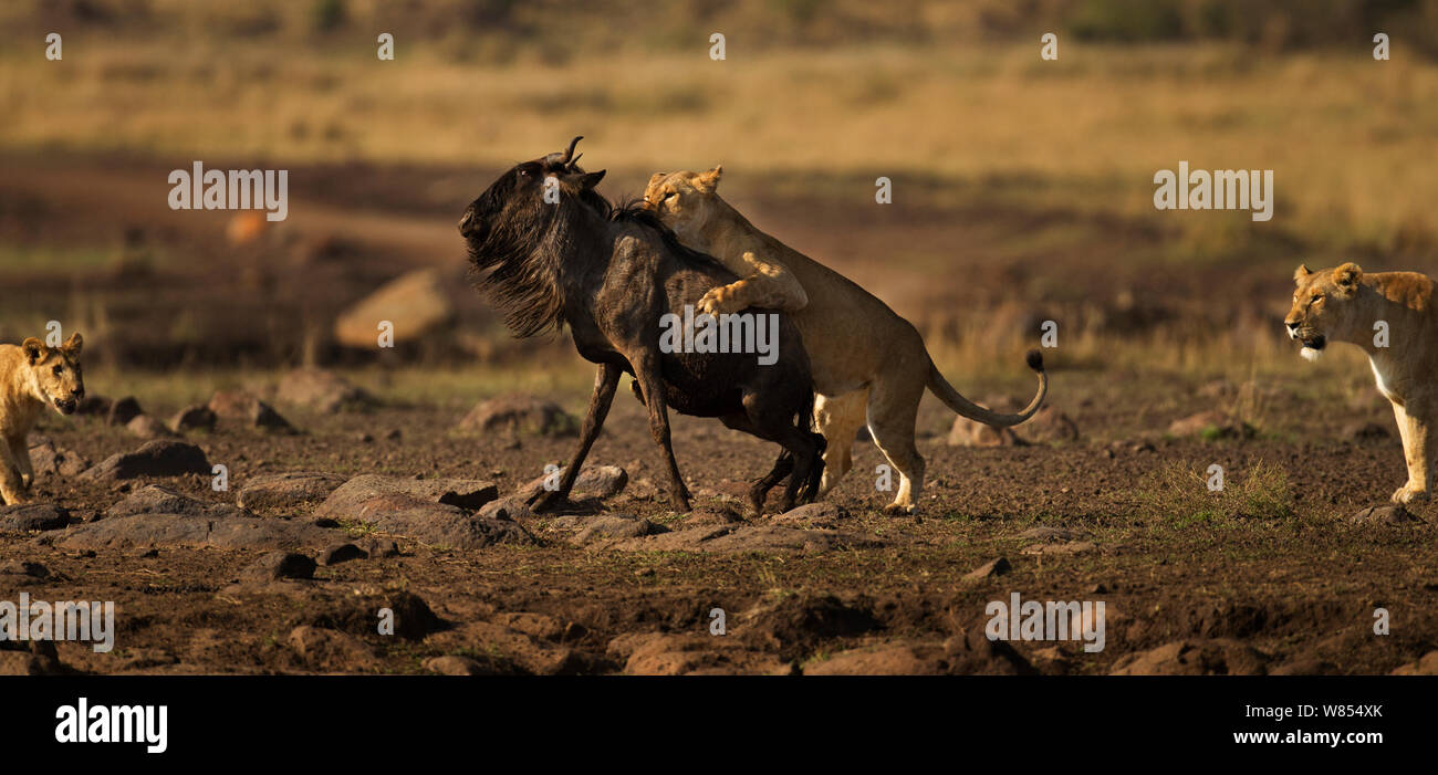 Lion hunting wildebeest hi-res stock photography and images - Alamy
