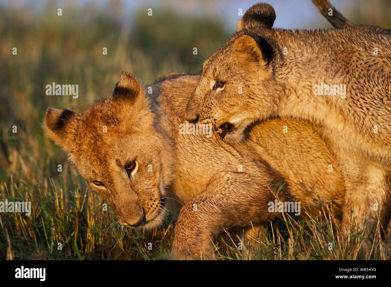 Lion (Panthera leo) cubs aged about 24 months playing in water logged ...