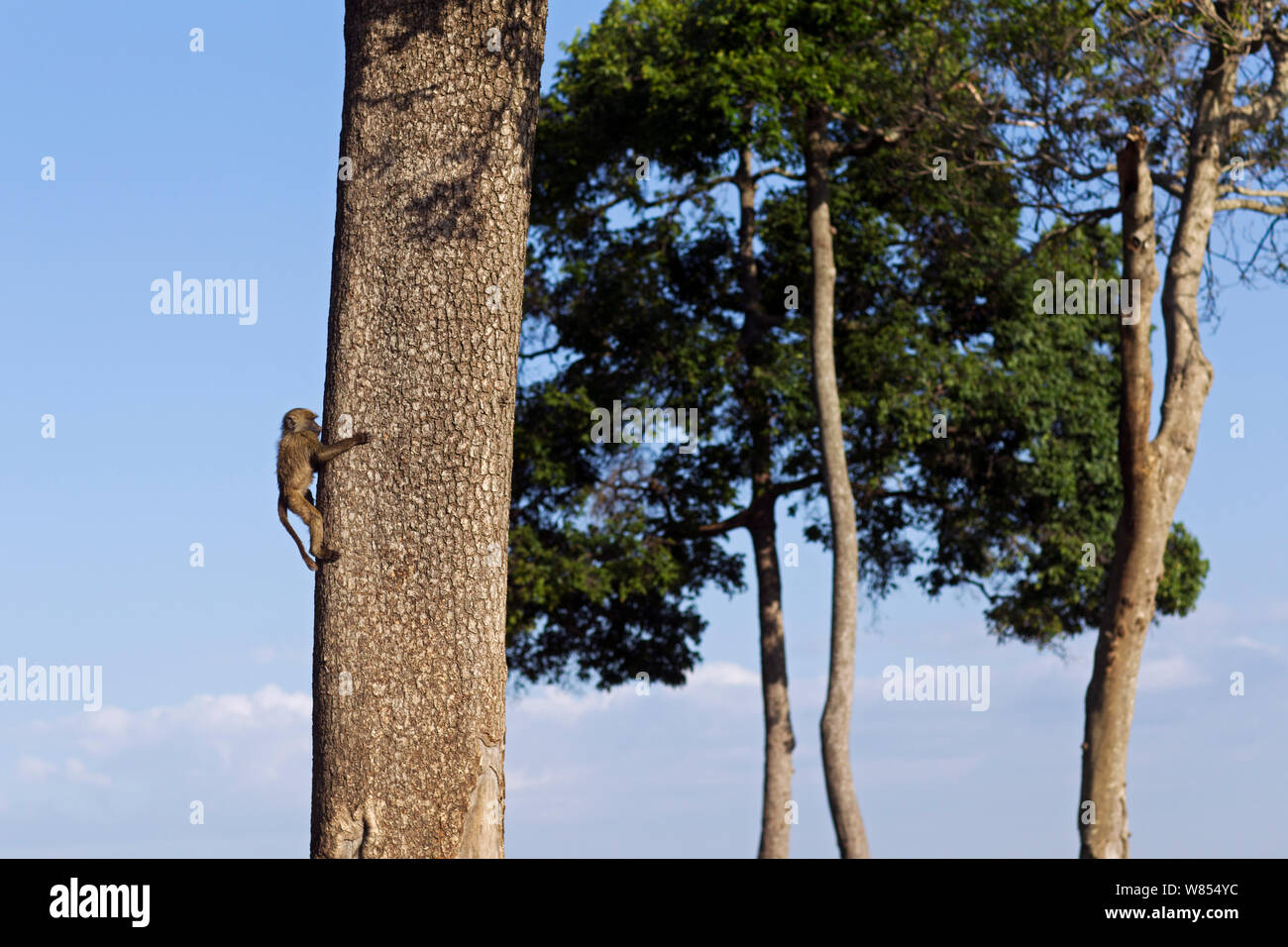 Olive baboon climbing tree hi-res stock photography and images - Alamy