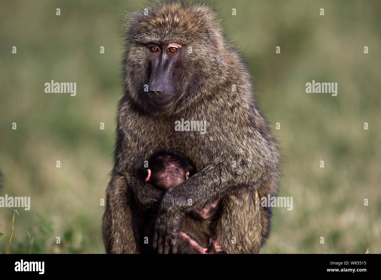 Monkeys hugging hi-res stock photography and images - Alamy
