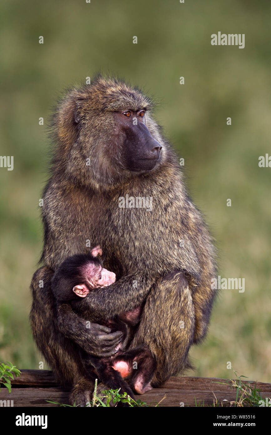 Monkeys hugging hi-res stock photography and images - Alamy
