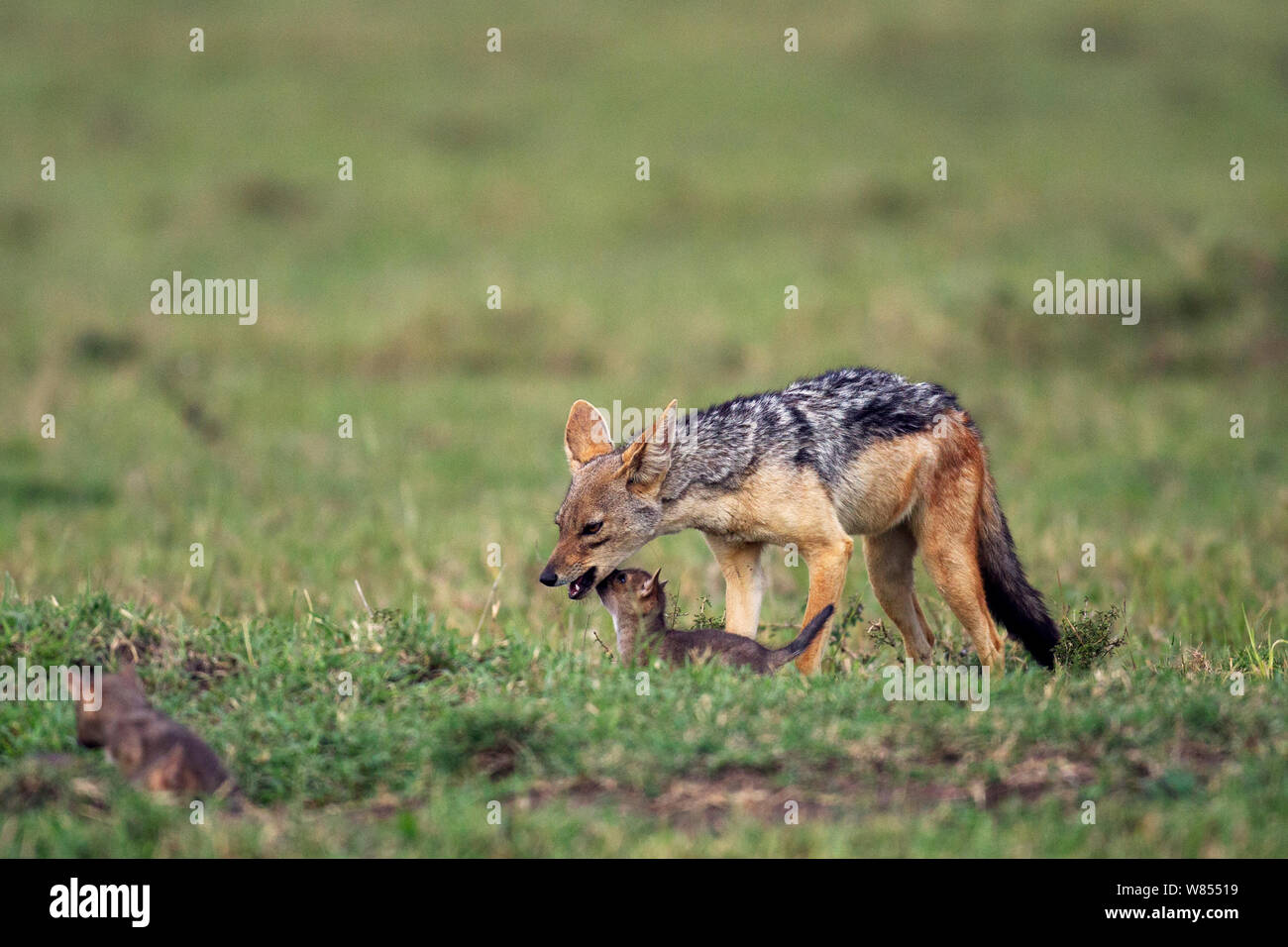 Black backed jackal (Canis mesomelas) male with 1 week pup, Masai Mara National Reserve, Kenya ...