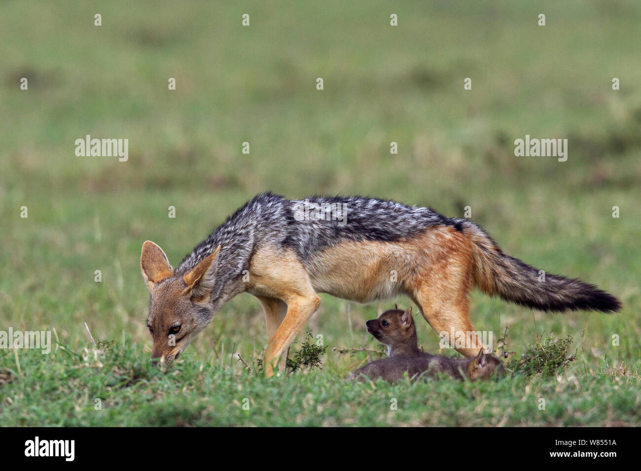 Black backed jackal (Canis mesomelas) male with 1 week pups, Masai Mara National Reserve, Kenya ...