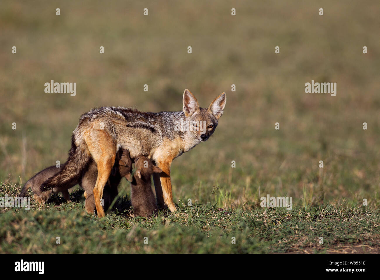 Black backed jackal (Canis mesomelas) female with one week suckling pups, Masai Mara National ...