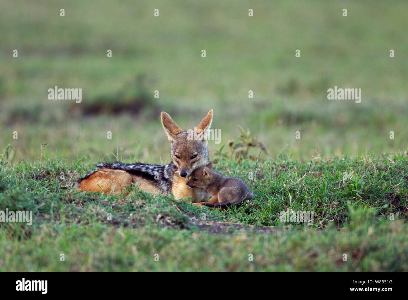 Black backed jackal (Canis mesomelas) female with one week pup, Masai Mara National Reserve ...