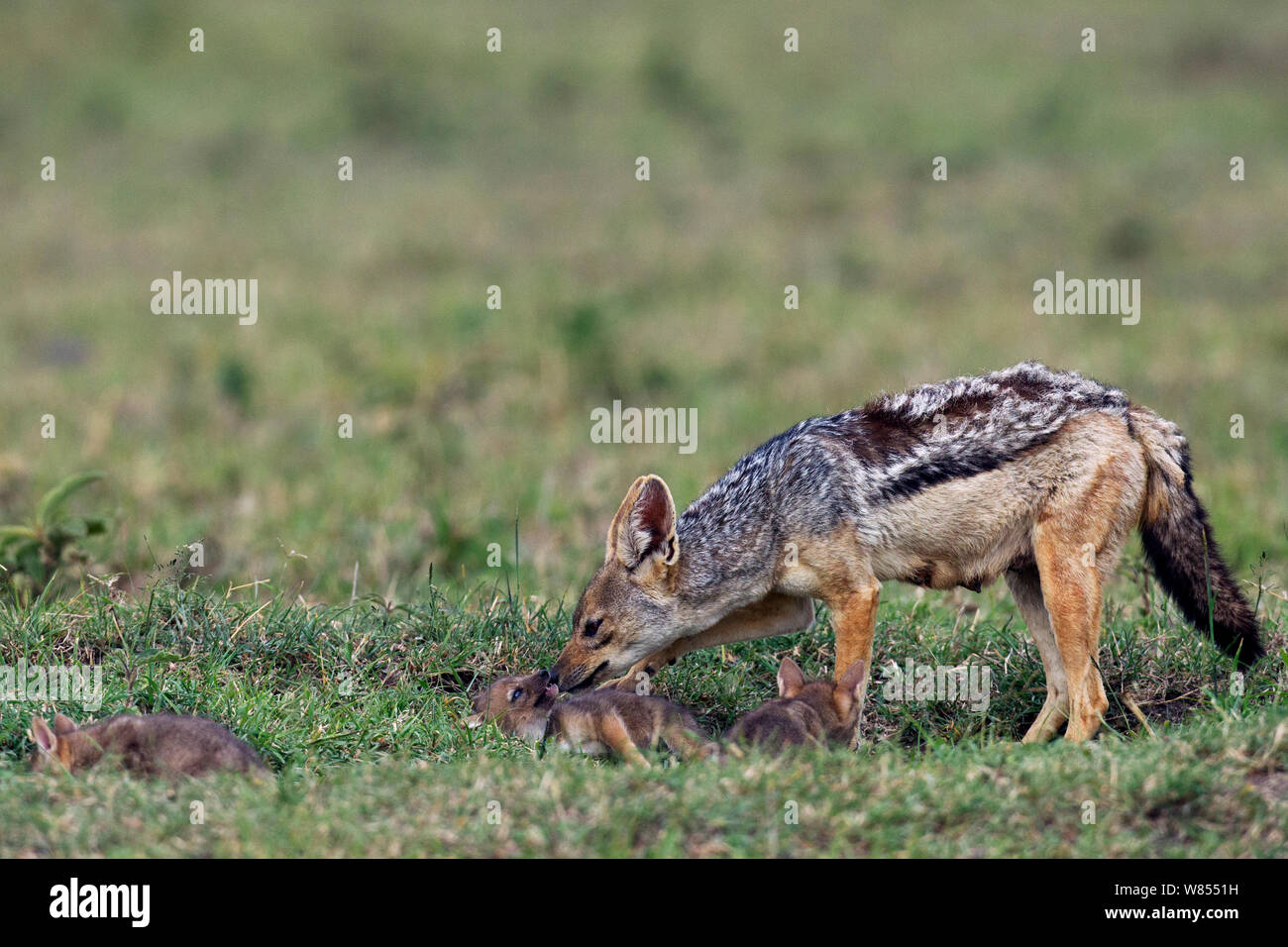 Black backed jackal (Canis mesomelas) female with one week pups, Masai Mara National Reserve ...