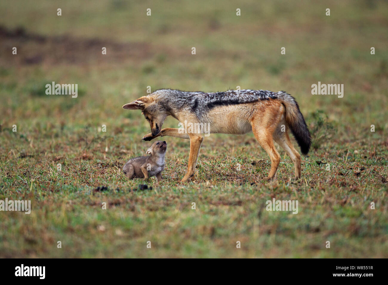 Black backed jackal (Canis mesomelas) male playing with two-week pup, Masai Mara National ...